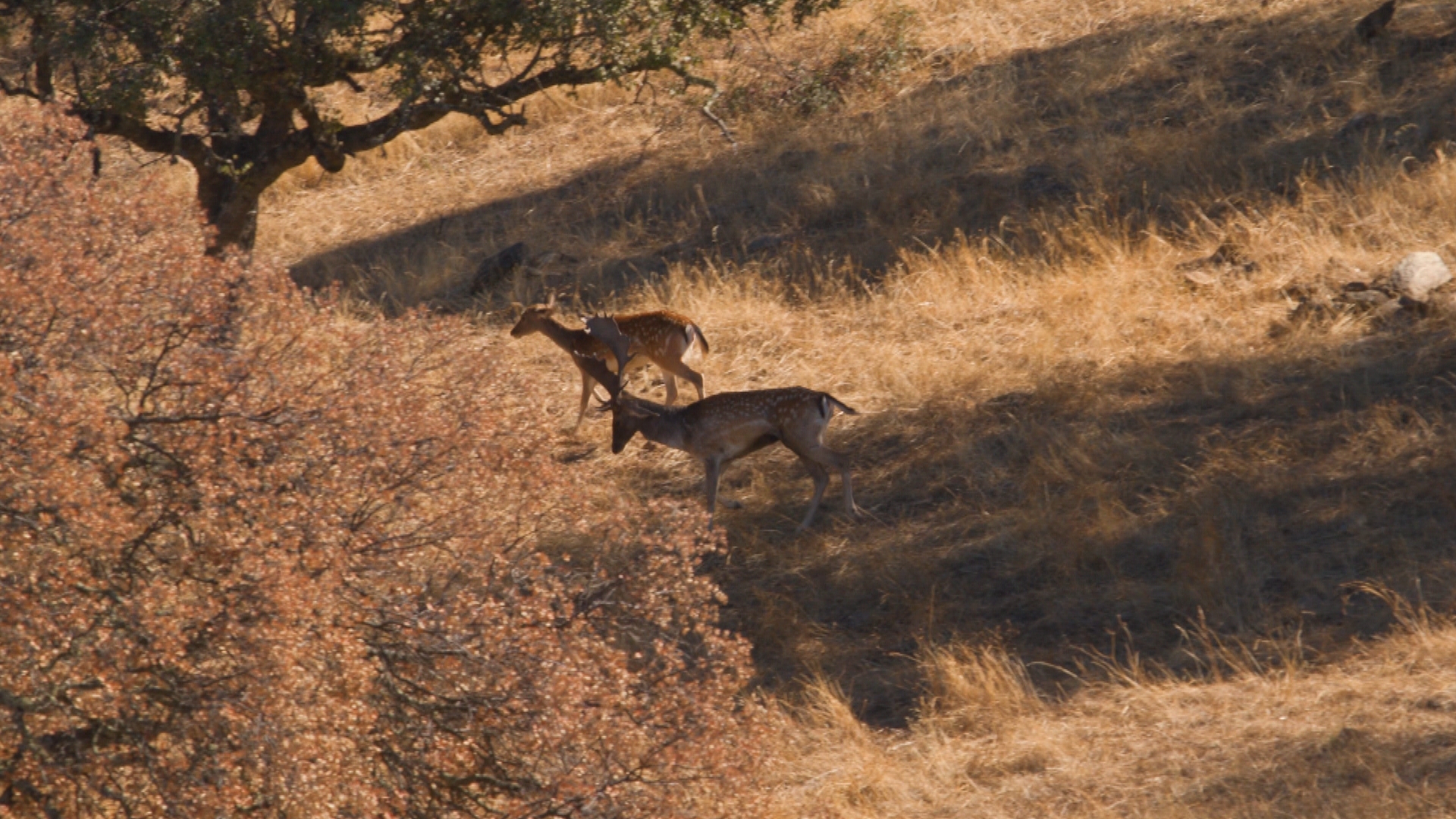Cazadores de Lances | Canal Extremadura