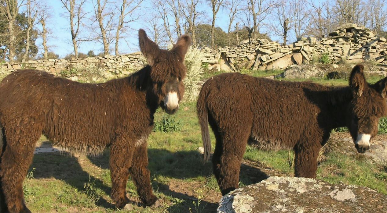 La leche de burra, ¿una opción de futuro para Extremadura? | Canal ...