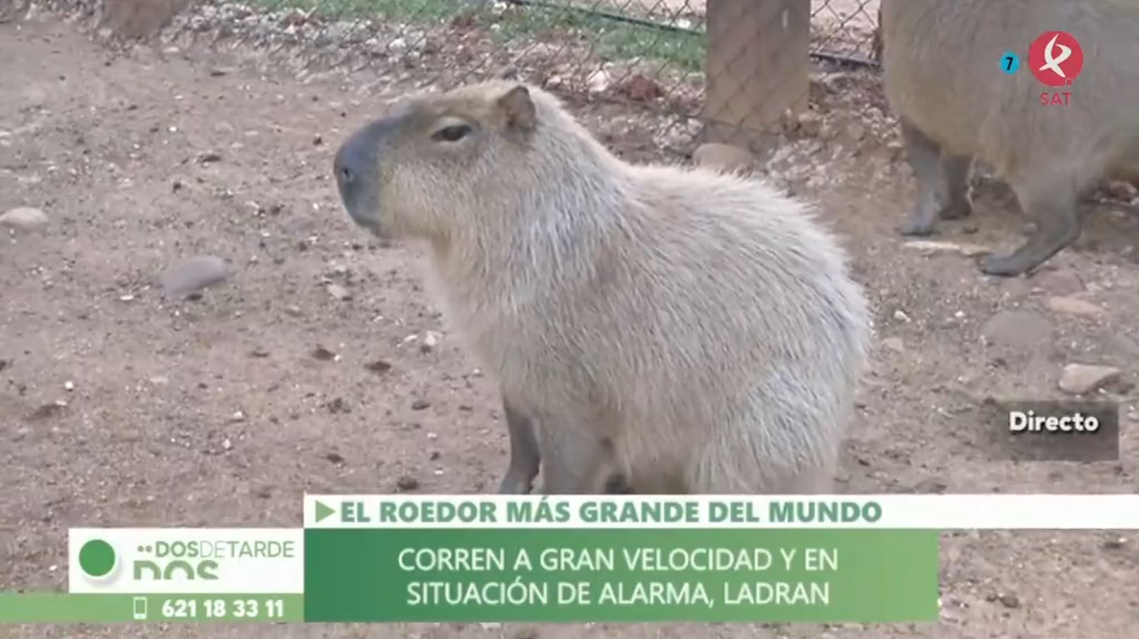Los roedores más grandes del mundo | Canal Extremadura