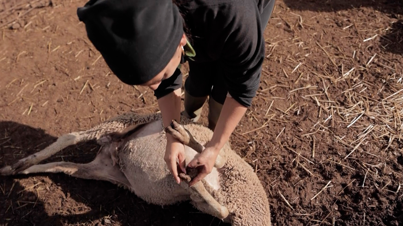 Chabeli tiene que curar a una oveja coja | Canal Extremadura