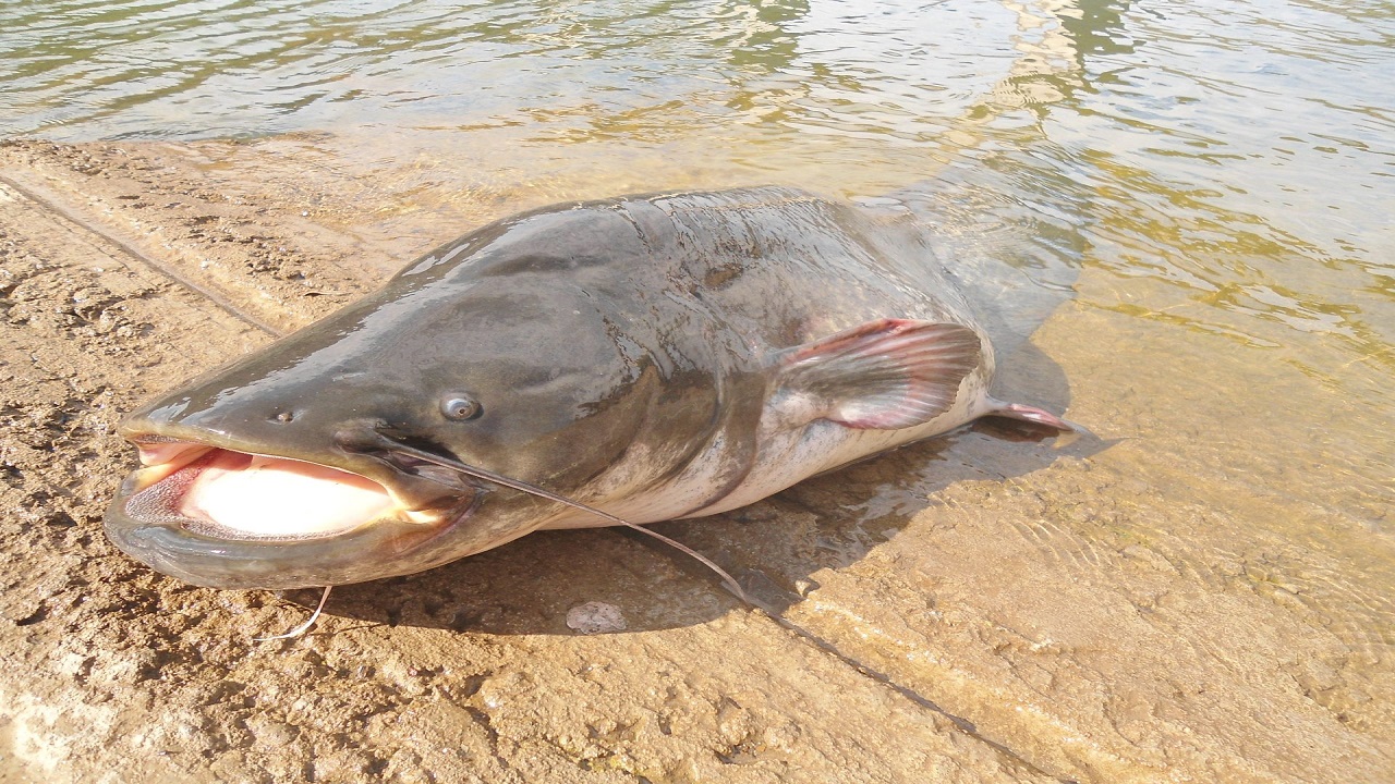 Nos invaden: Siluro ( Silurus glanis) | Canal Extremadura