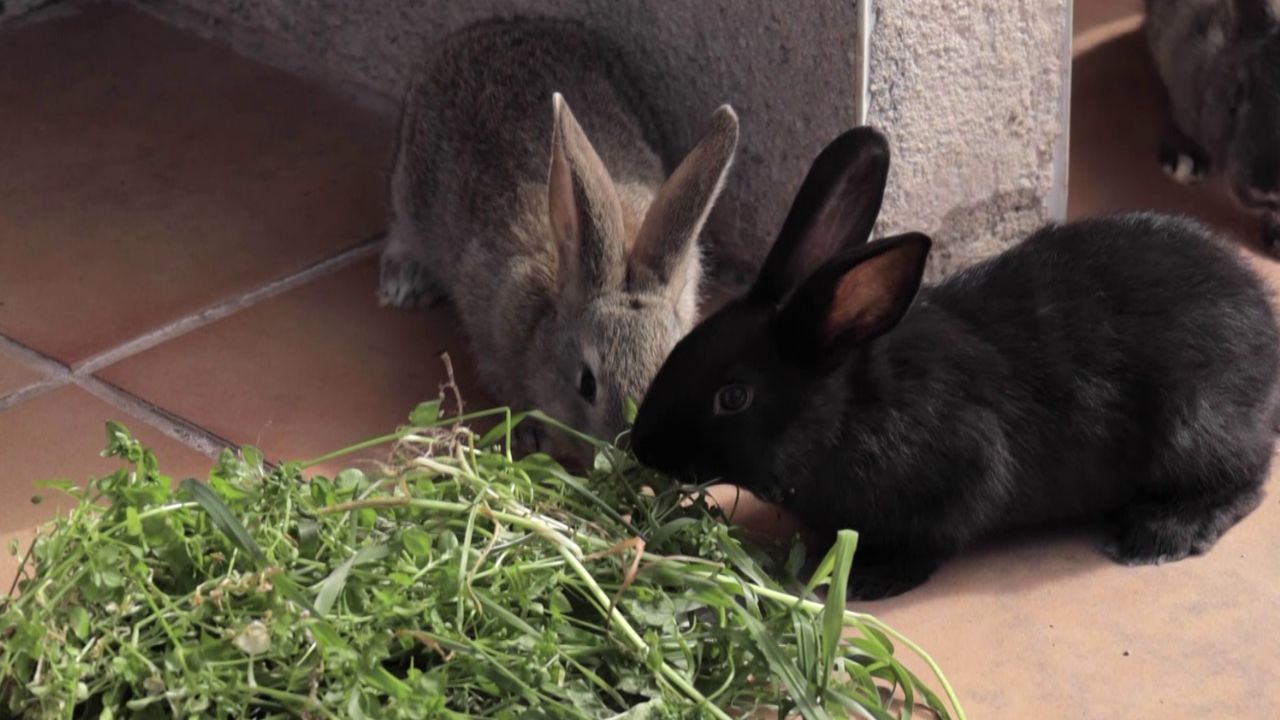 ¿Los conejos son roedores? | Canal Extremadura