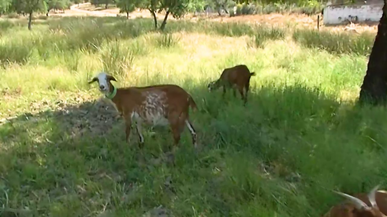 Cabras como medida preventiva a los incendios | Canal Extremadura